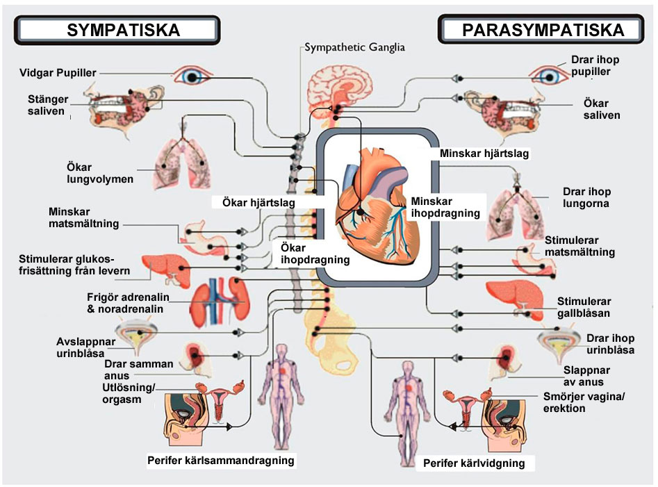 Sympatiska nervsystemet Sympatiska nervsystemet